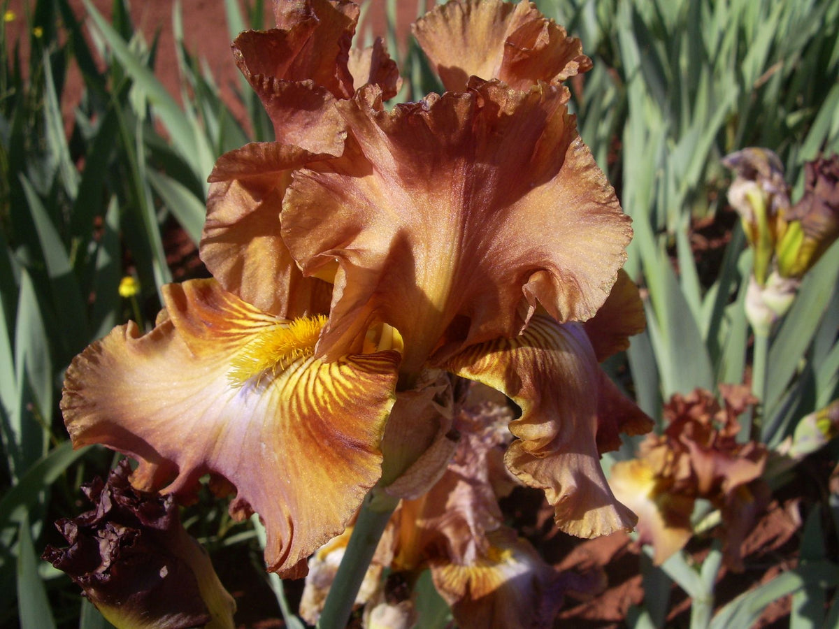 Boss Tweed Bearded Iris – Zondervlei Flower Farm