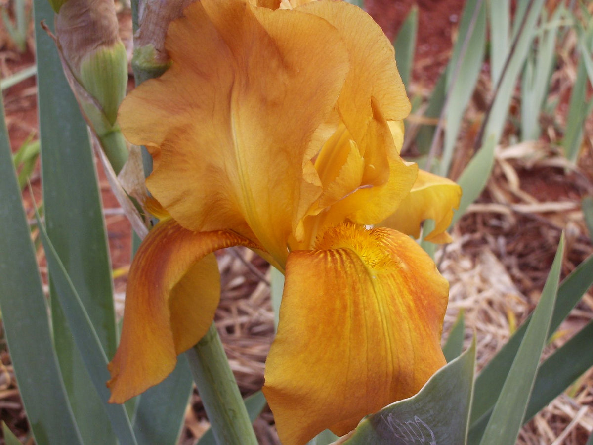 Bronze Bird Bearded Iris – Zondervlei Flower Farm