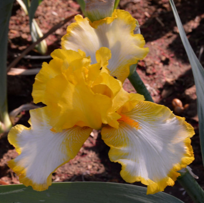 Joyce Terry Bearded Iris – Zondervlei Flower Farm