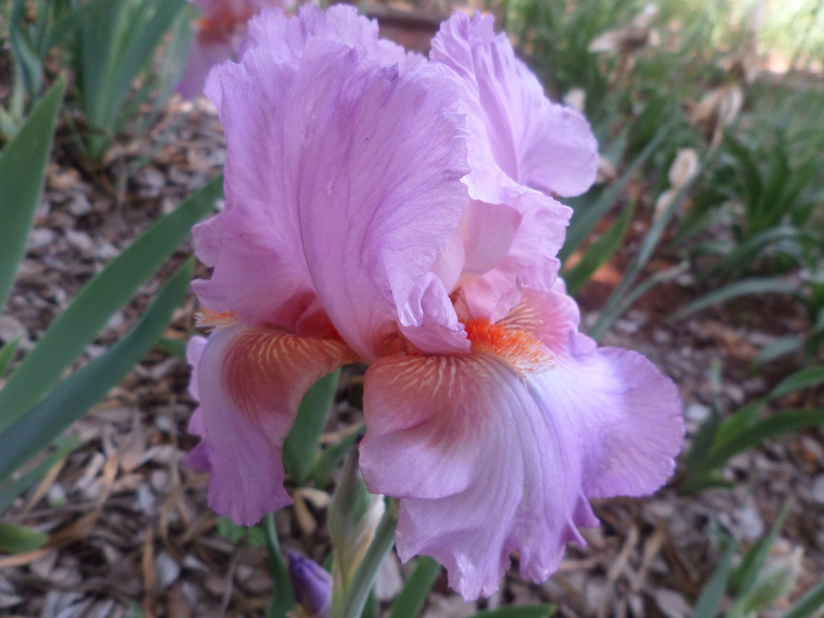 Persian Berry Bearded Iris – Zondervlei Flower Farm