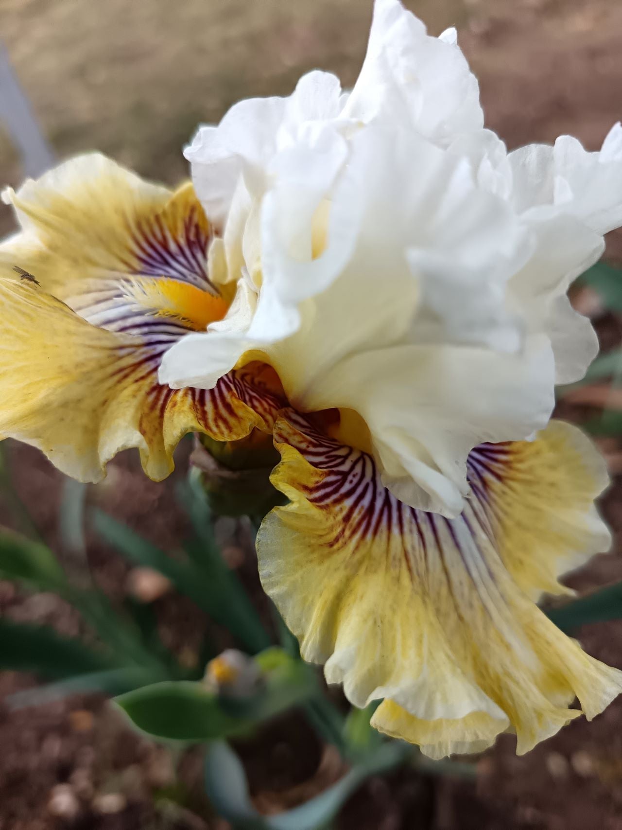 Fancy A Flutter | Bearded Iris – Zondervlei Flower Farm