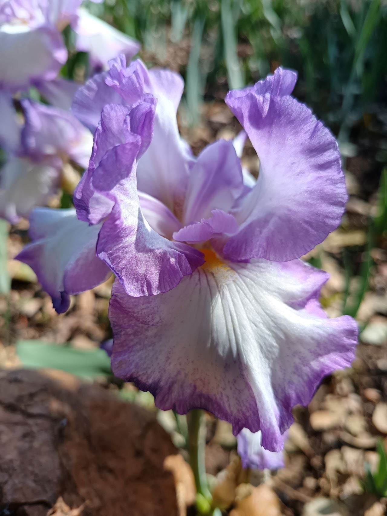 Lilac Drizzle | Bearded Iris – Zondervlei Flower Farm