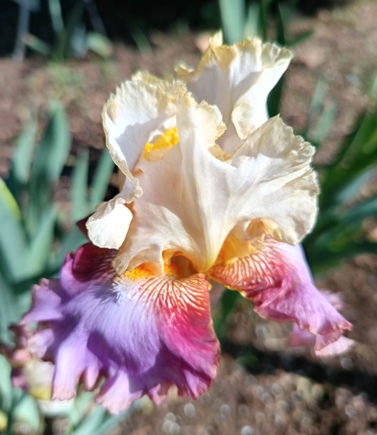 Dancing Gypsy | Bearded Iris – Zondervlei Flower Farm