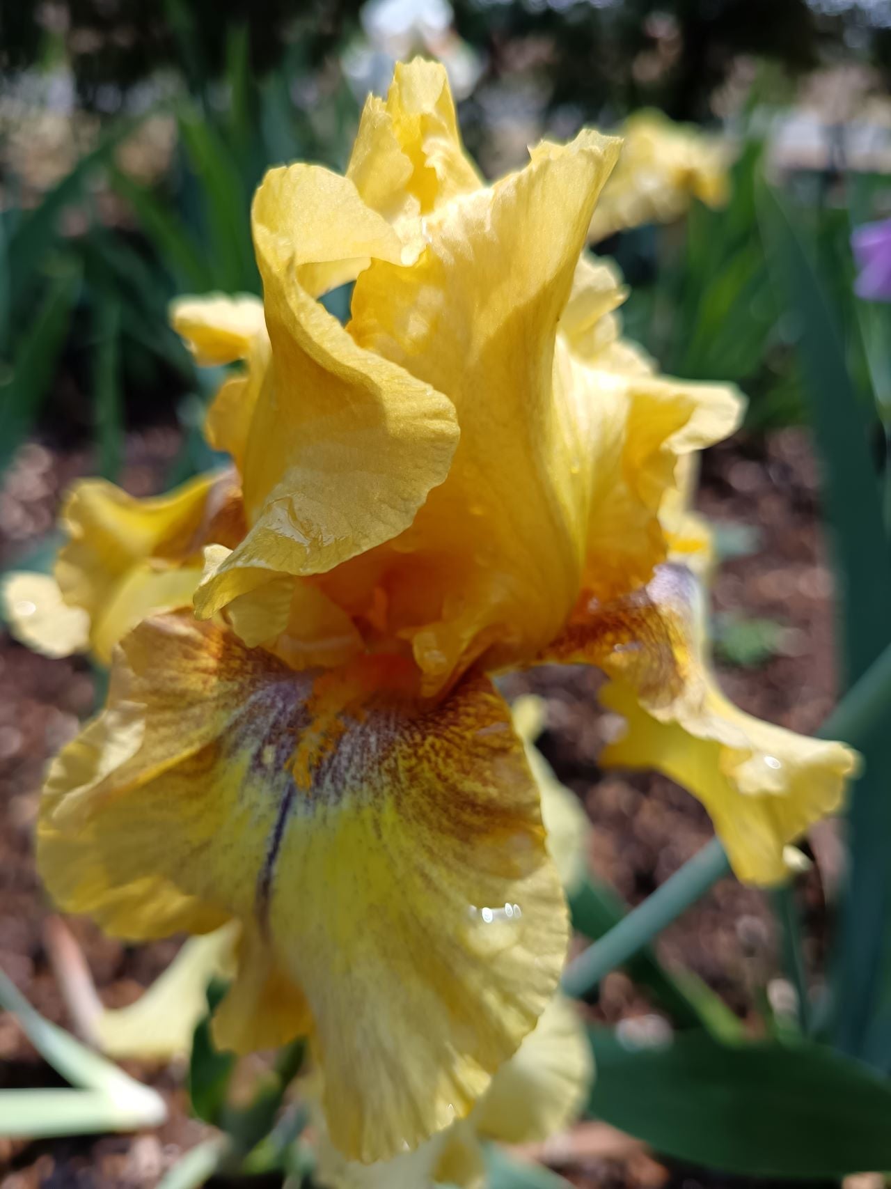 Desert Echo Bearded Iris – Zondervlei Flower Farm