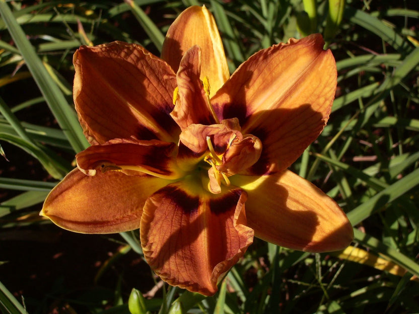 Double Dragon Daylily – Zondervlei Flower Farm