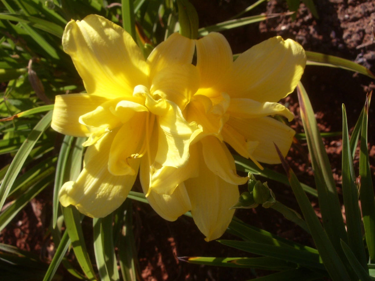 Double Jackpot Daylily – Zondervlei Flower Farm