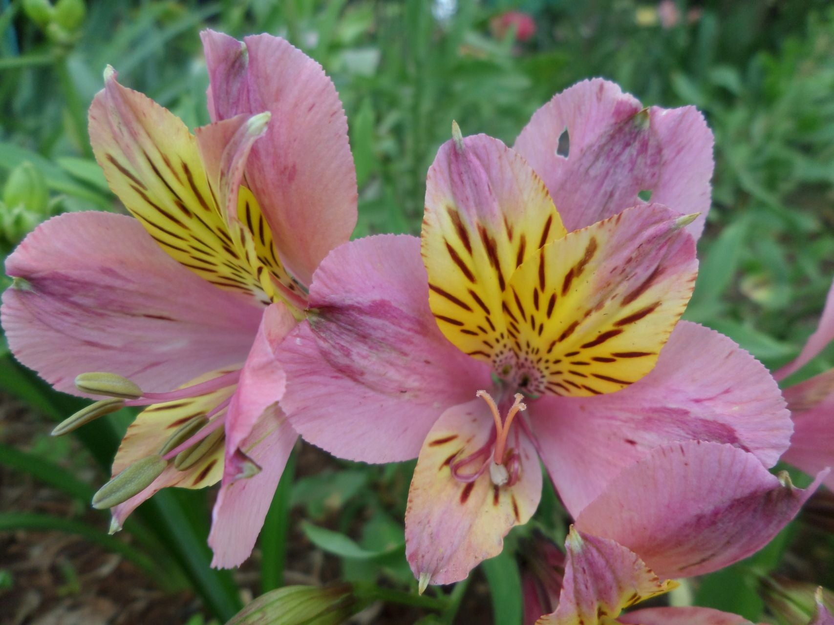 Inca Lilies | Alstroemeria (Tall) – Zondervlei Flower Farm
