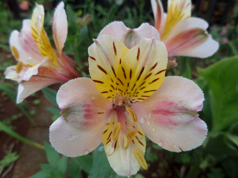 Cream Butterfly | Inca Lily – Zondervlei Flower Farm