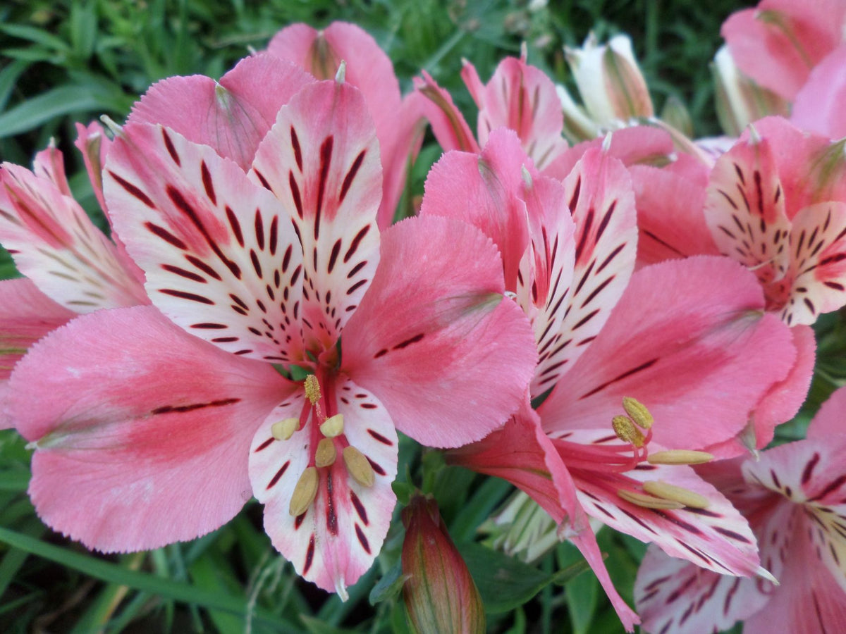 Strawberry Melba | Inca Lily – Zondervlei Flower Farm