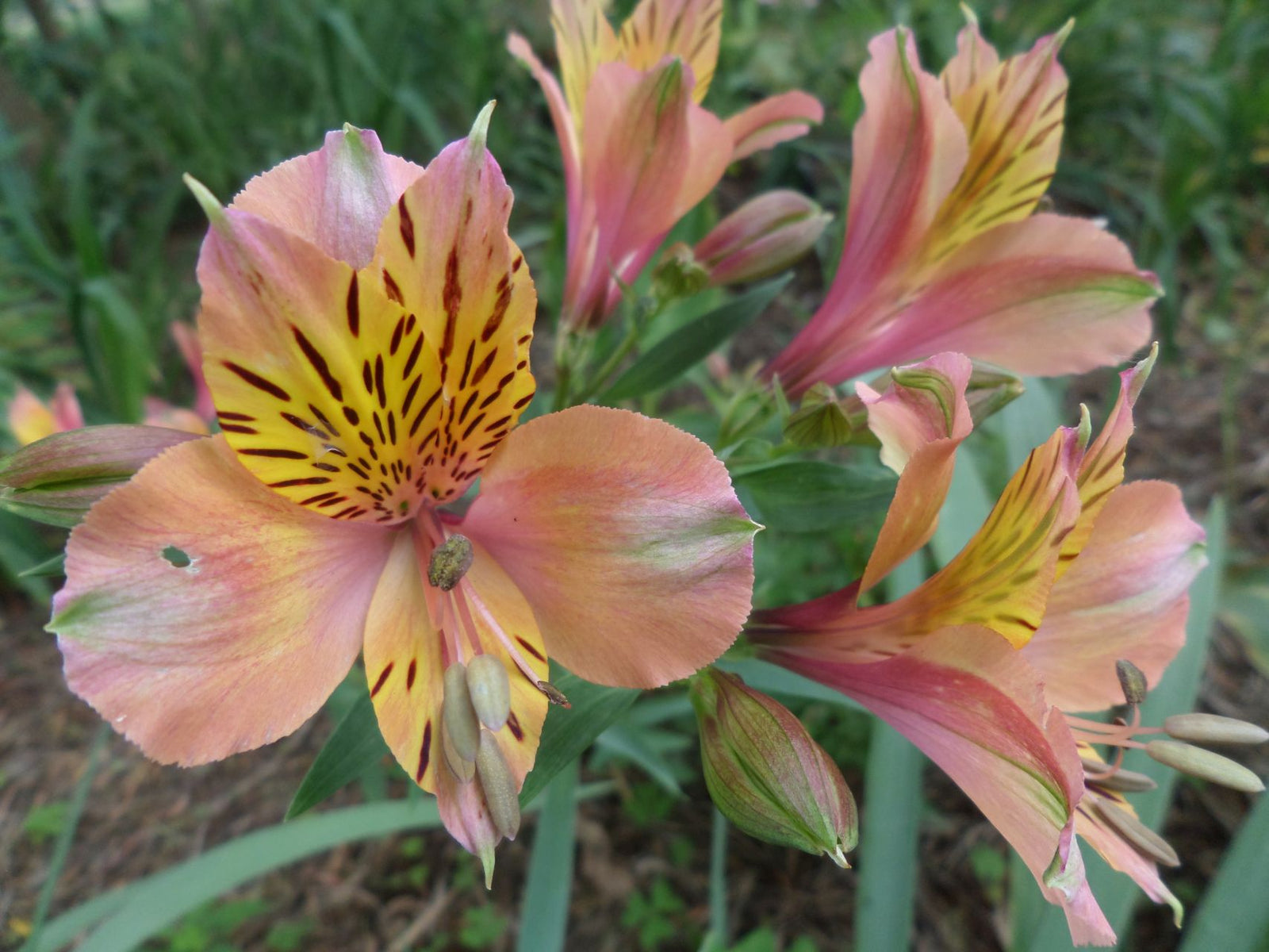 Inca Lilies | Alstroemeria (Tall) – Zondervlei Flower Farm